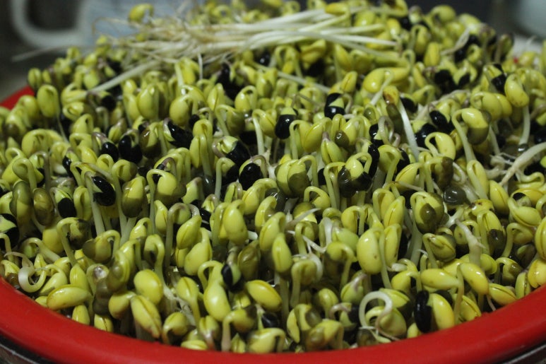 홈메이드 콩나물 키우는법 쑥쑥 자라는 콩나물~ 보는 재미가 쏠쏠해요. : 네이버 블로그