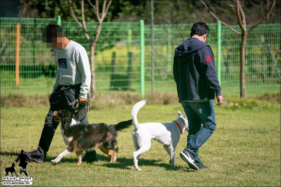 보호자와 통제와 컨트롤이 필요한 진돗개훈련 애견훈련 대구애견훈련소 네이버 블로그
