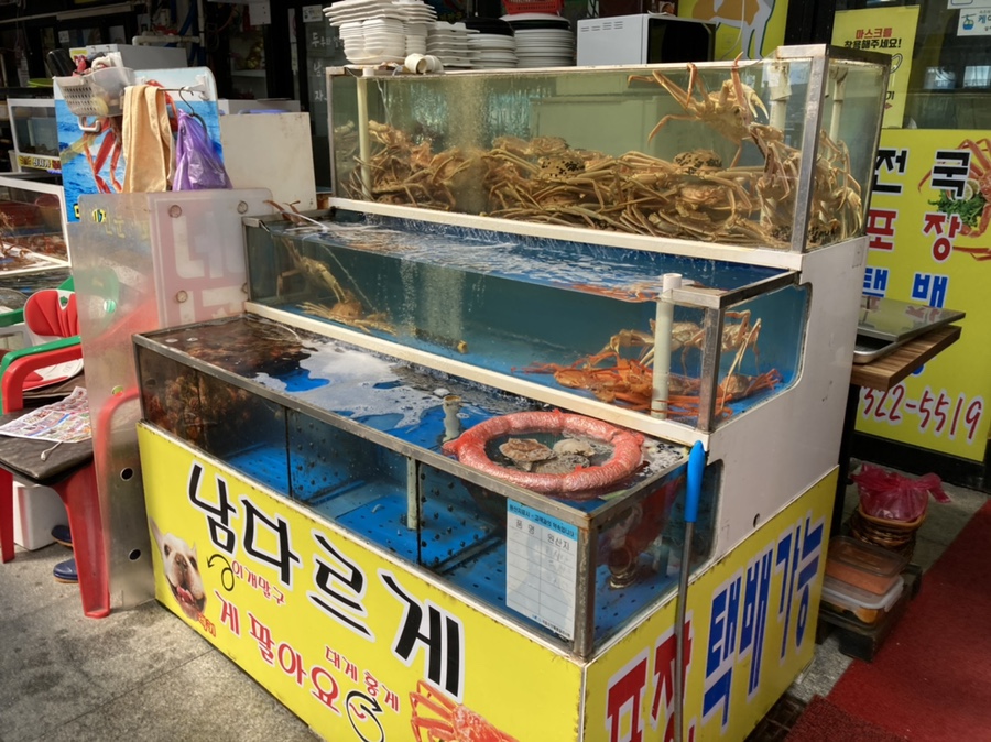 속초 대포항에 있는 애견동반 대게집 “남다르게” : 네이버 블로그