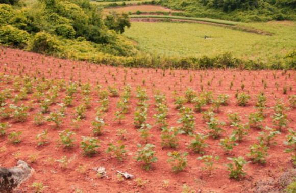 간대성 토양[intrazonal soil]과 성대성 토양[zonal soil] : 네이버 블로그