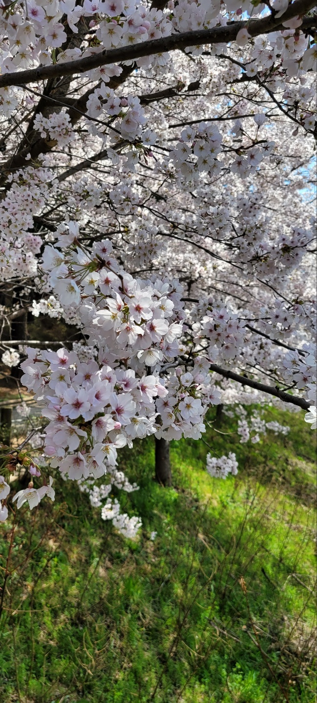 순천 죽도봉공원 동천 벚꽃 벚꽃길 유채꽃 데이트코스 벚꽃명소 네이버 블로그