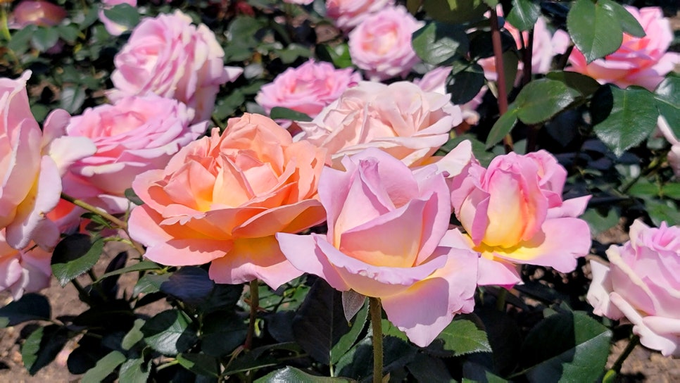 전남여행 곡성 세계장미축제 섬진강기차마을 곡성장미축제 : 네이버 블로그