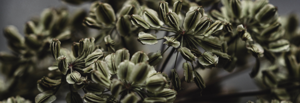 중국당귀뿌리추출물 Angelica Polymorpha Sinensis Root Extract 화장품 성분 분석 : 네이버 블로그