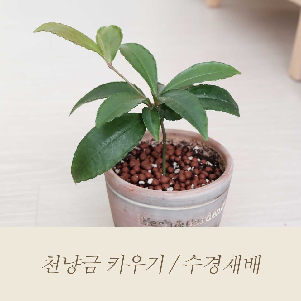 천냥금 키우기 몬스테라 호야 수경재배 실패없는 방법 알려드릴께요 네이버 블로그