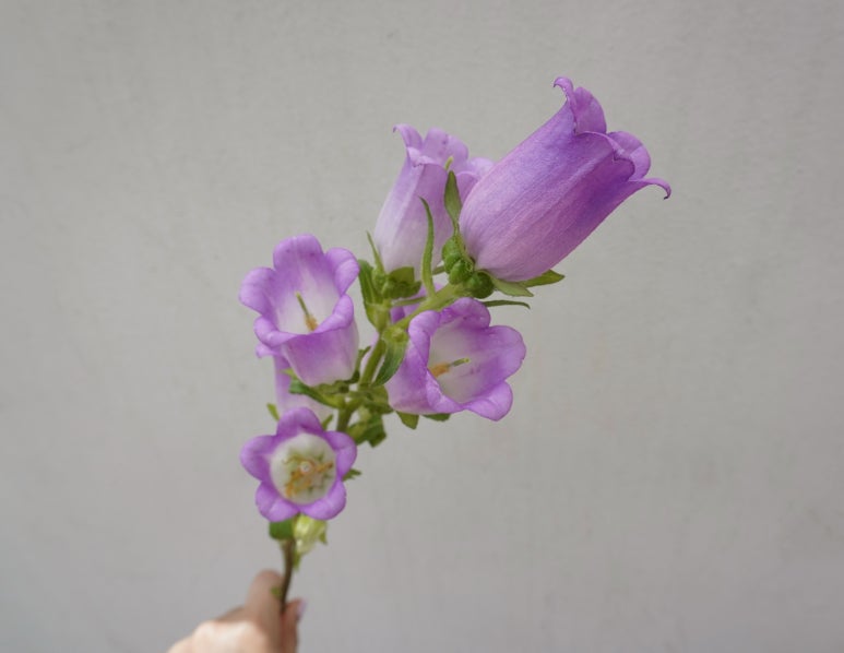 6월 여름 연 보라 캄파눌라 초롱꽃 영어 학명 꽃말 꽃다발 꽃바구니 절화 관리 방법 네이버 블로그