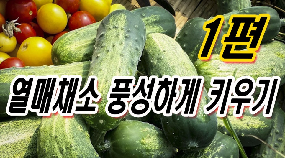 유럽 가보 토마토 미니오이 껍질 콩 아스파라거스 빈 열매채소 폭풍 수확을 위해서 네이버 블로그