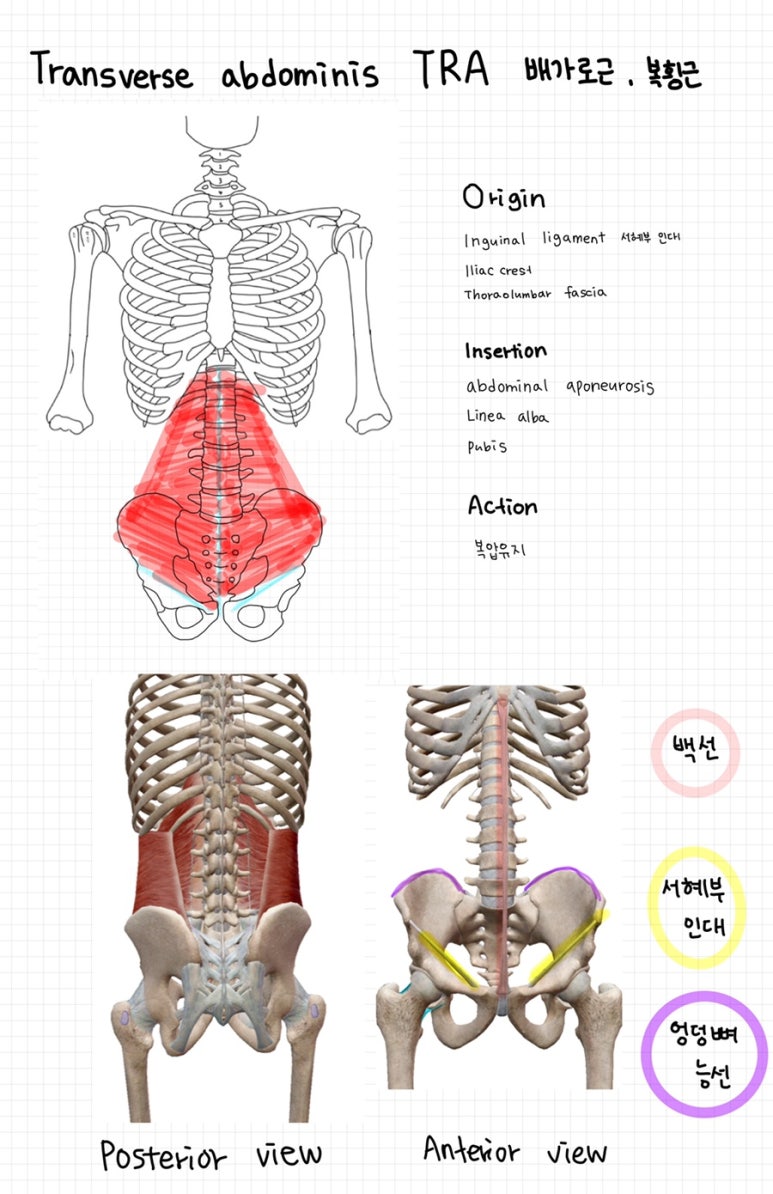 복근배근육 종류 및 정리복횡근 복직근내복사근외복사근 네이버 블로그