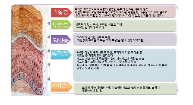 건성피부 4가지 종류 및 특징 셀프피부관리방법 네이버 블로그