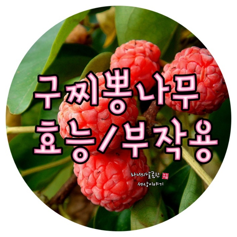 빨간열매나무 구찌뽕나무 구찌뽕열매 나무 뿌리효능과 부작용 네이버 블로그