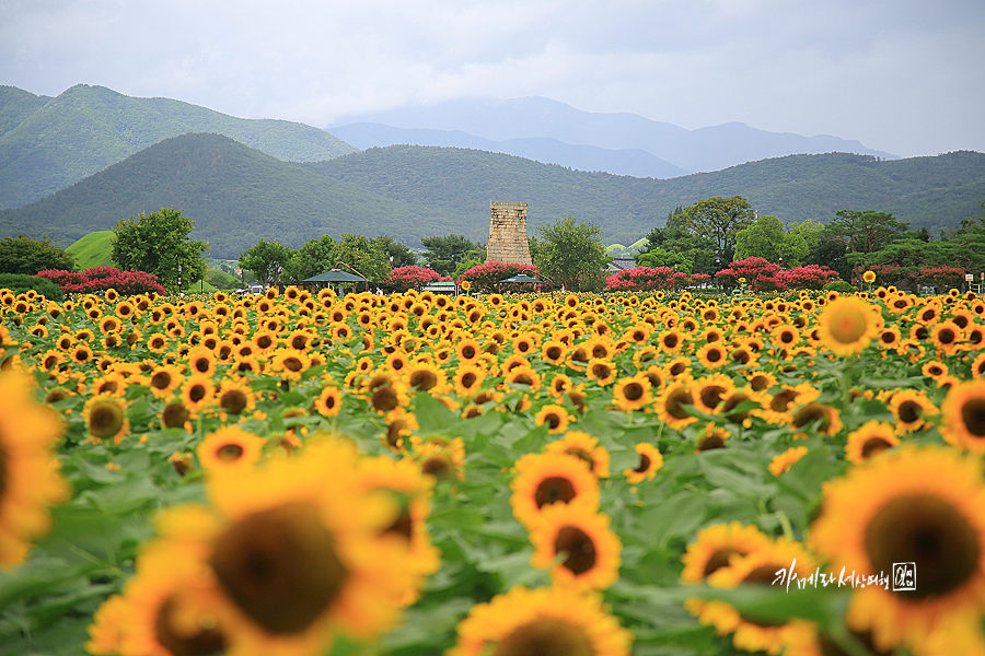 경주 유적지 산책로 경주 첨성대 해바라기 국내 여자 혼자 여행 네이버 블로그