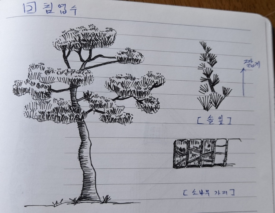 여행드로잉을 위한 어반스케치 독학 입문기초연습4 나무그리기③ 활엽수침엽수 네이버 블로그