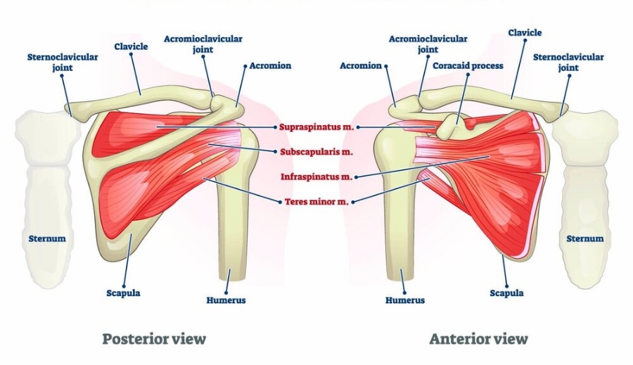 shoulder Arthroscopy(rotator cuff repair);어깨 관절경 수술/회전근개 관절경 수술 ...