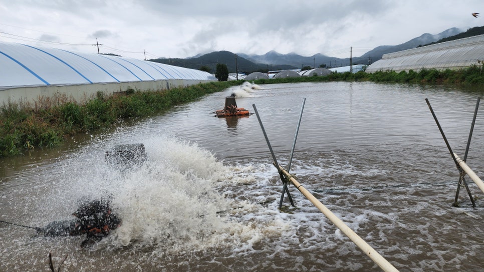 논산 장어양식장 자포니카 민물장어 손질생장어 판매장 탑정호수산 : 네이버 블로그