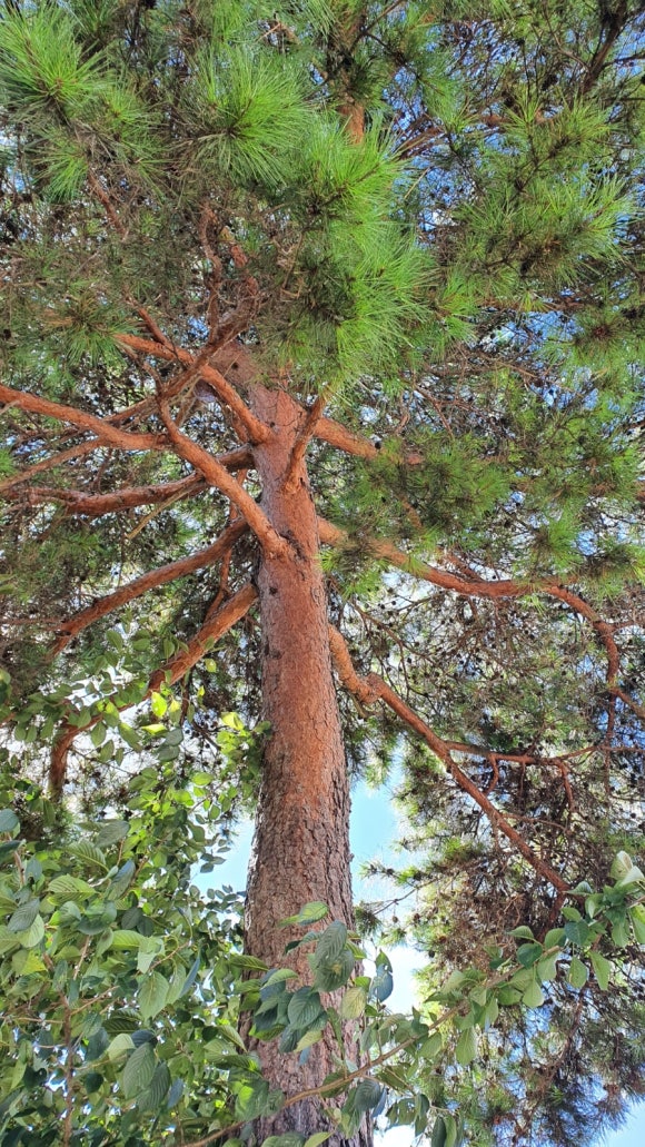 예수 그리스도의 세계라(마태복음 1장) : 네이버 블로그