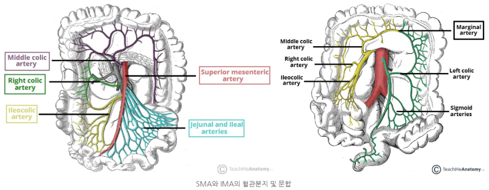 하장간막동맥(IMA : Inferior Mesenteric Artery)의 분지혈관 알아보기 : 네이버 블로그