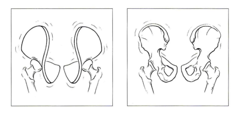 골반기저부를 이루는 뼈와 관절 Pelvic Floor 천장관절si Joint 치골결합장골치골좌골 필라테스칼리지