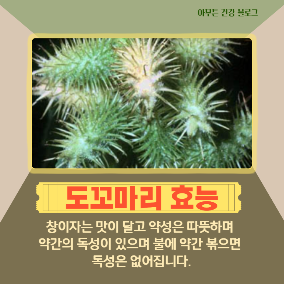 도꼬마리 효능 독고마리 창이자 열매 먹는 법 부작용 네이버 블로그