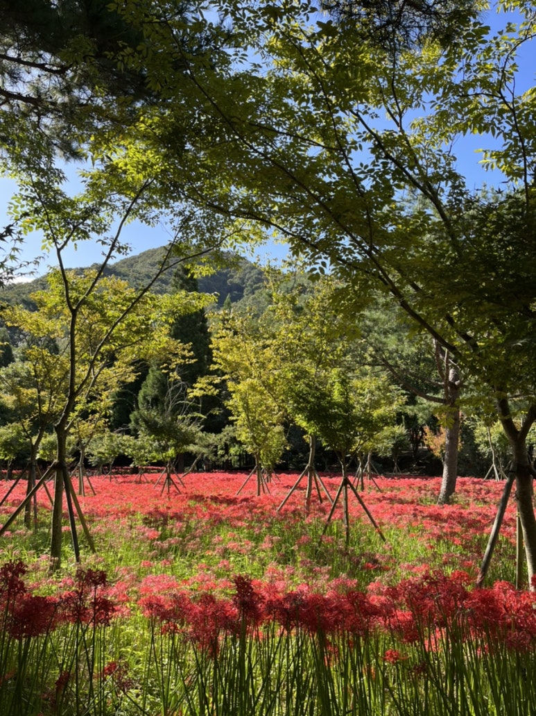 영광 불갑산고창 선운사 상사화 ️상사화 축제 상사화 현황 꼭 가세요 네이버 블로그