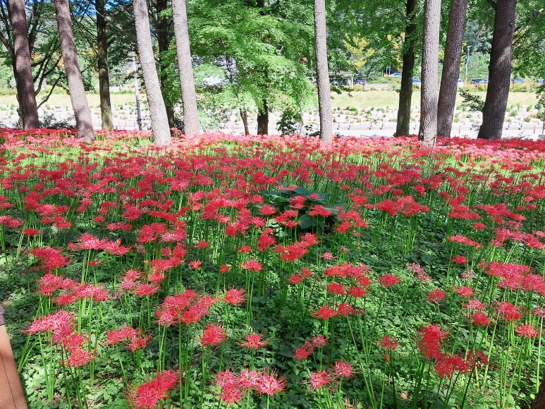 붉은 꽃무릇이 만개한 김천 황악산 직지사 탐방 : 네이버 블로그