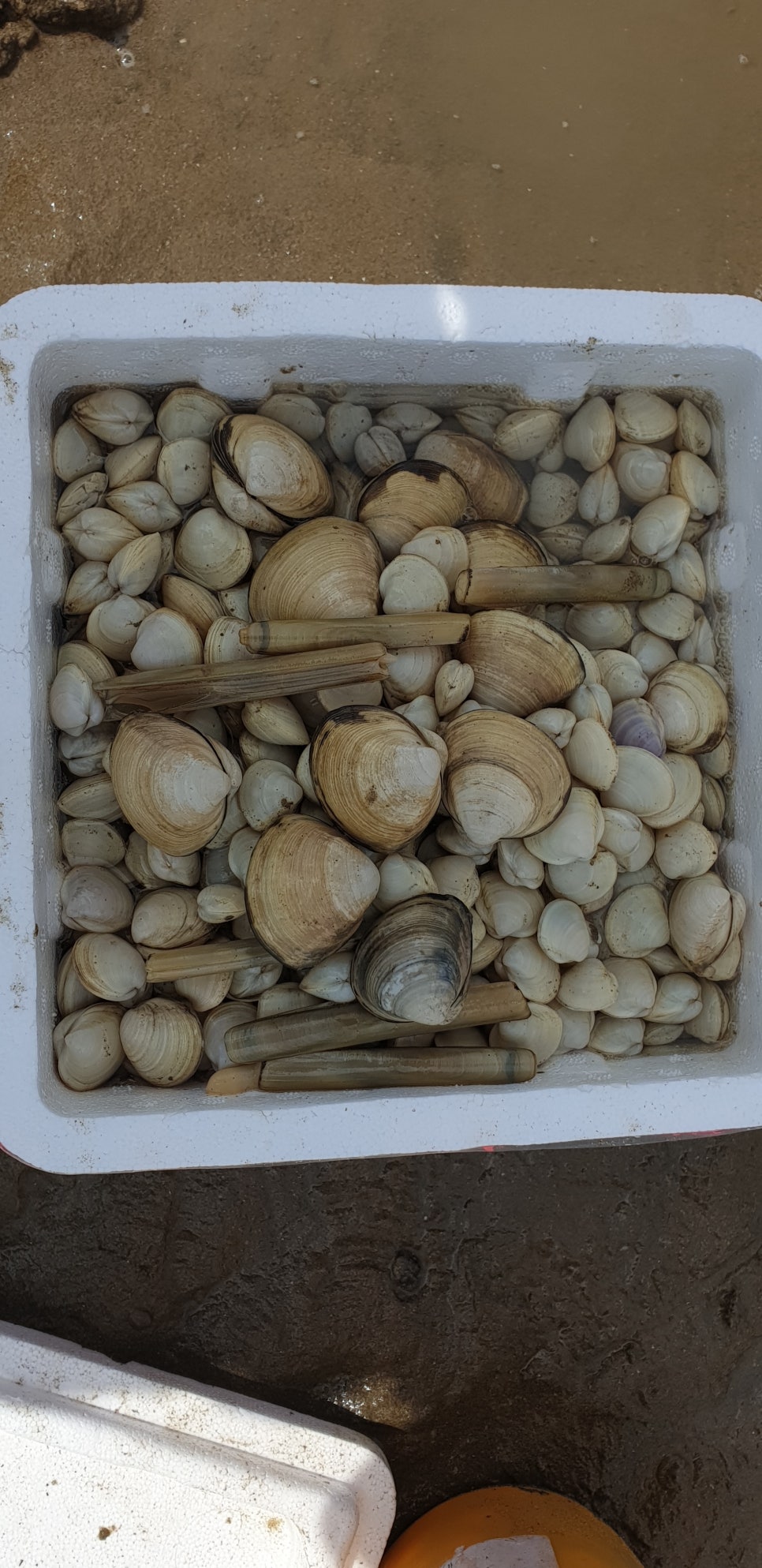 충남 서천 비인해변 갯벌 체험 동죽 맛조개 화장실 서해 조개잡이 맛조개 잡는 방법 네이버 블로그
