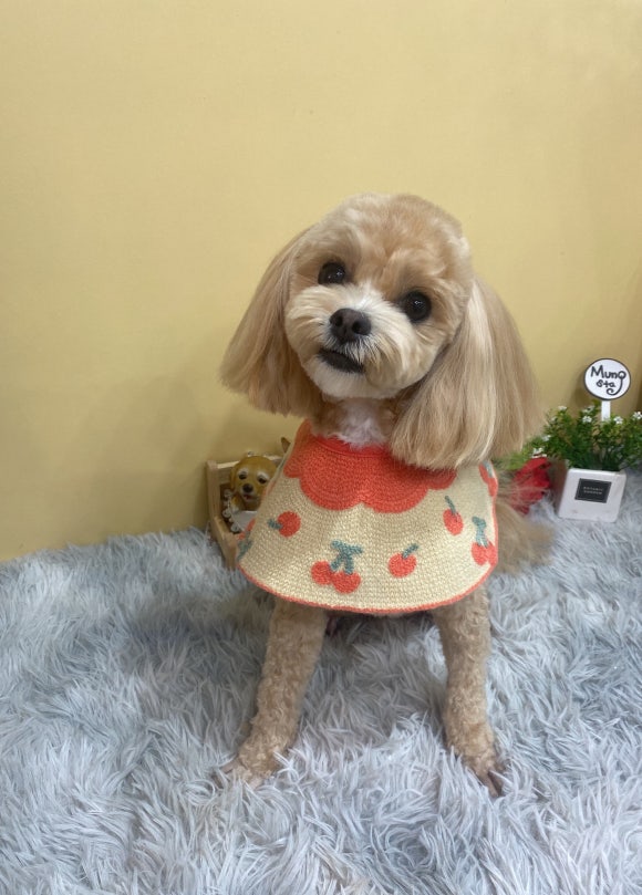 말티푸 미용 잘 하는 곳말티푸 테디베어말티푸 클리핑 미용말티푸 얼굴미용인천 간석동 애견미용실 말티푸달이 네이버 블로그