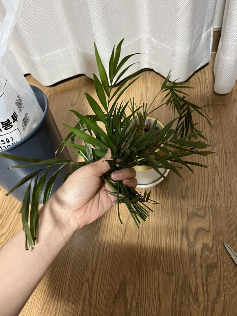죽은 식물 폐기물 화분 흙 버리는 법 불연성 쓰레기봉투포대자루 가격and구매 방법 네이버 블로그