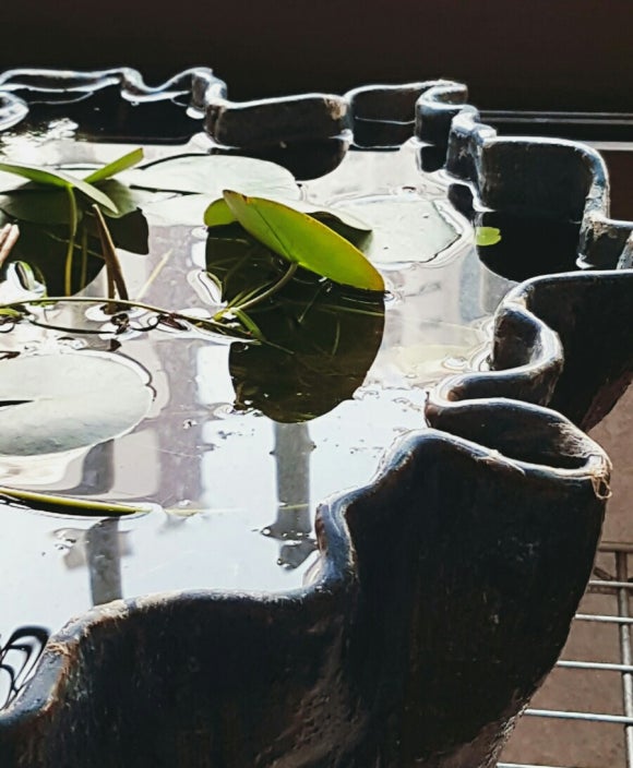 좋은 시 한 편, 자라나는 용서 : 네이버 블로그