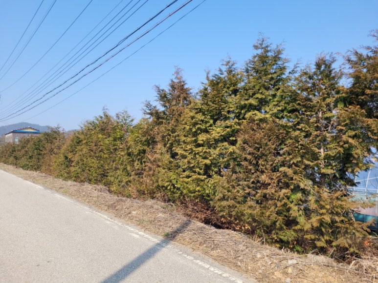담장나무 전원주택 울타리로 좋은 편백나무 묘목 네이버 블로그