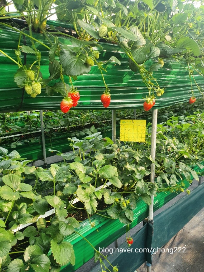 화성 아기농부 딸기체험🍓 다녀왔어요 평택 송탄 오산 딸기체험 네이버 블로그
