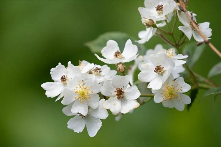 365일 꽃 이야기 2월 탄생화 2월 25일 탄생화 꽃말 사향장미 Musk Rose 이야기 네이버 블로그