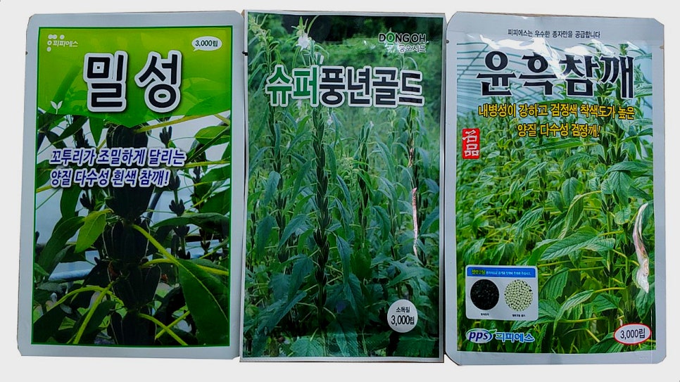 참깨씨앗 참깨종자 밀성참깨 슈퍼풍년골드 윤흑참깨 네이버 블로그