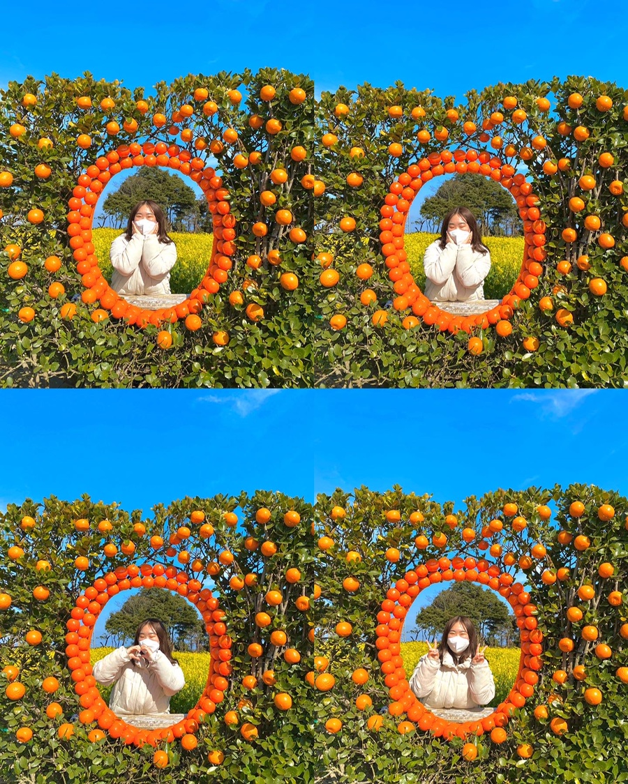 제주 유채꽃 '짱구네유채꽃밭' 입장료 주차 추천 : 네이버 블로그