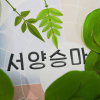 갱년기 호르몬제 갱년기 약 서양승마 효능과 부작용 네이버 블로그