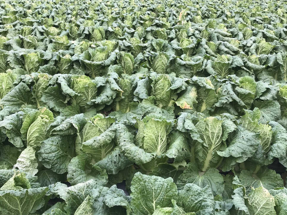 통배추절단기 kt-v500 배추이절기 김장배추 양배추 2등분절단 : 네이버 블로그