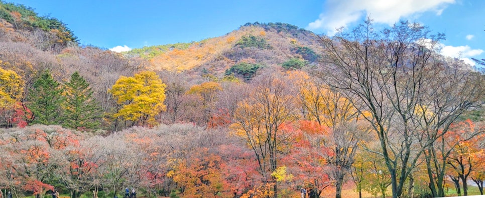 내장산 단풍 절정시기 축제 등산코스 케이블카 : 네이버 블로그