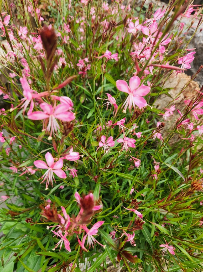 '성공'이라는 말을 되풀이하라 : 네이버 블로그