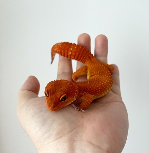 레오파드게코 블러드 만다린 풀캐롯, 인페르노, 토네이도 텐져린 등 라인별 파이리 pavice gecko : 네이버 블로그