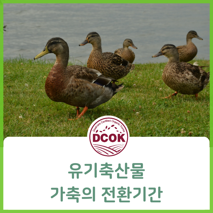 유기축산물 전환기간 친환경농축산물 인증기관 디씨오케이 Dcok 돌나라유기인증코리아 네이버 블로그