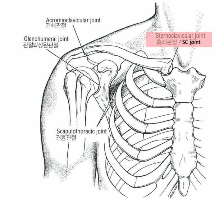 견부관절 1st Sc Jointsternoclavicular Joint 복장빗장관절 흉쇄관절 네이버 블로그