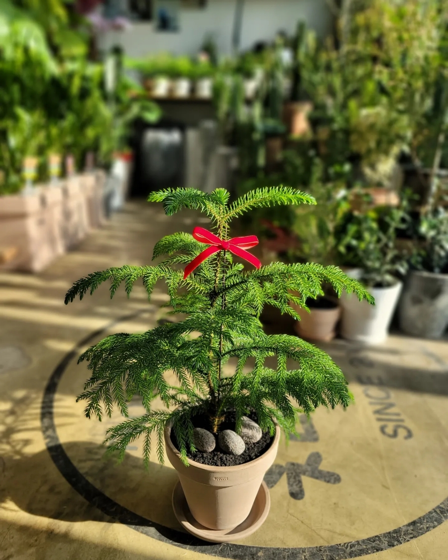 포항화분 개업화분 포항꽃을든남자 12월 라인업 : 네이버 블로그