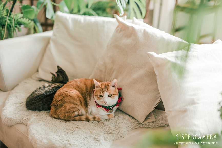 대전 용전동 카페 초도 / 티카페 : 네이버 블로그