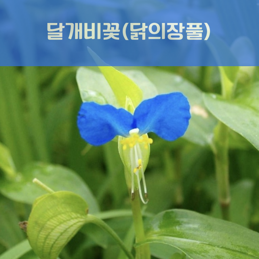 작은 꽃들을 위한 시 : 나태주의 과 이해인의 : 네이버 블로그