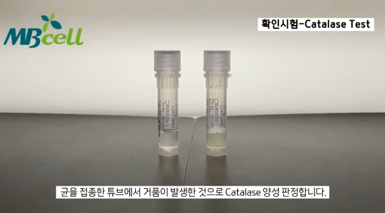[미생물 동정시험] Catalase, Oxidase 시험/ Catalase/Oxy Test Kit 이용하기 : 네이버 블로그