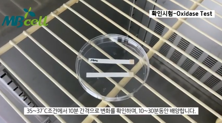 [미생물 동정시험] Catalase, Oxidase 시험/ Catalase/Oxy Test Kit 이용하기 : 네이버 블로그