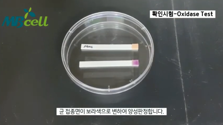 [미생물 동정시험] Catalase, Oxidase 시험/ Catalase/Oxy Test Kit 이용하기 : 네이버 블로그