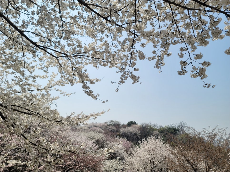 서대문 안산 벚꽃길 명소 서울 안산자락길 벚꽃 음악회 축제 : 네이버 블로그