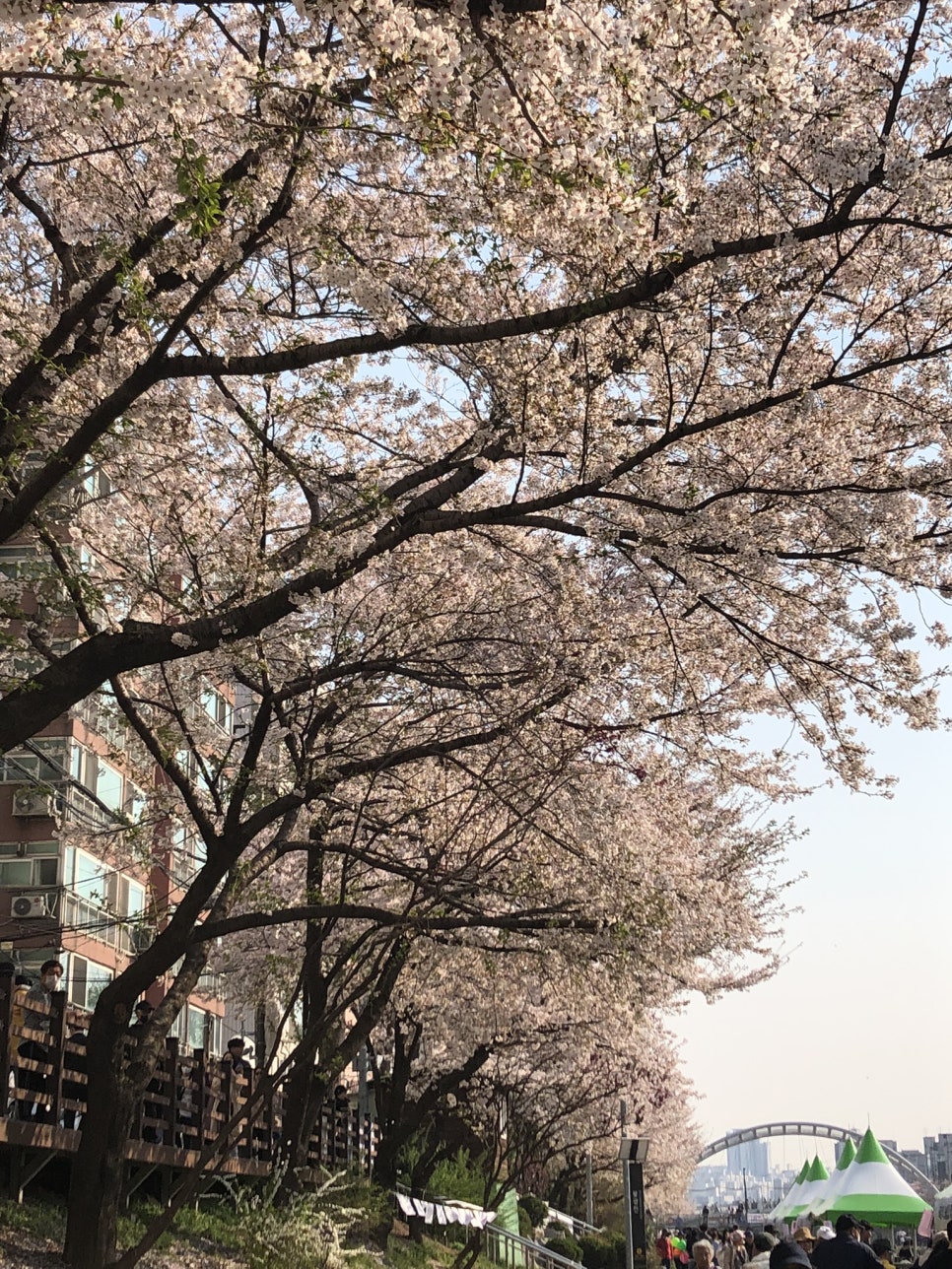 2023 은평구 불광천 벚꽃축제 '은평의 봄' 스케치 : 네이버 블로그