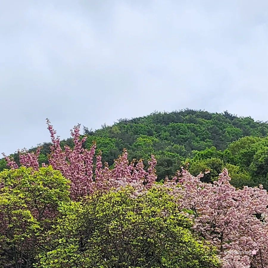 천안여행지명소 태조산 국내최대규모 청동좌불상 각원사겹벚꽃과 수양벚꽃 아름다움을 넘어선 자연 네이버 블로그