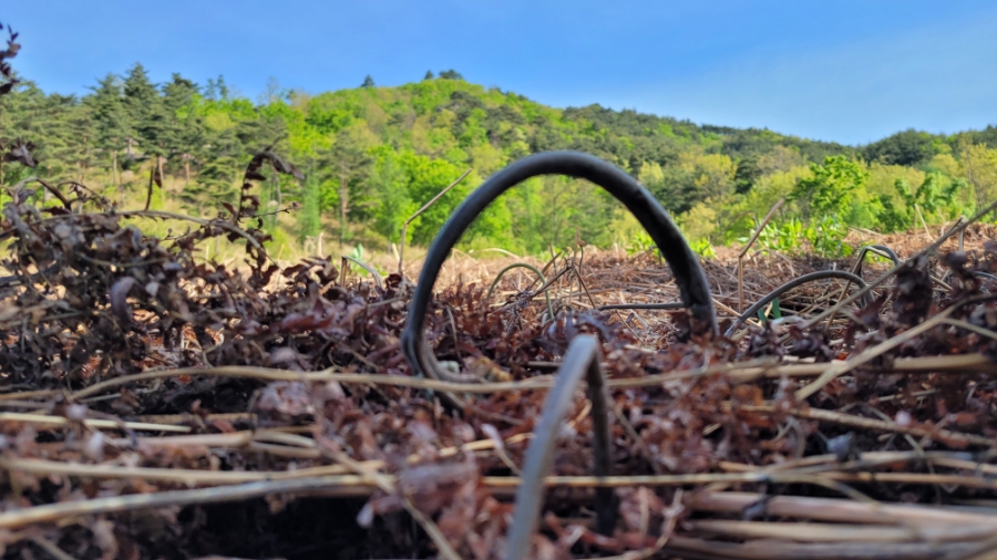 4월에 된서리에고사리 냉해피해 : 네이버 블로그