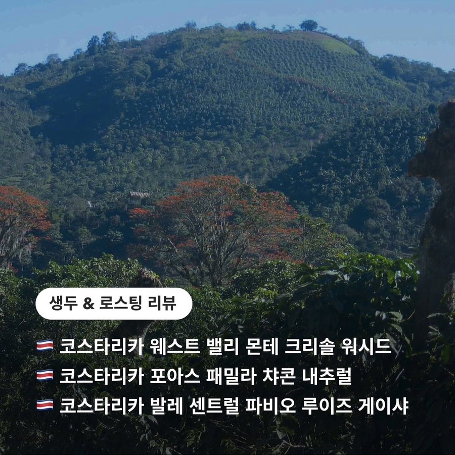 5월 2째주 주간 생두 리뷰 - 코스타리카, 로열커피 : 네이버 블로그